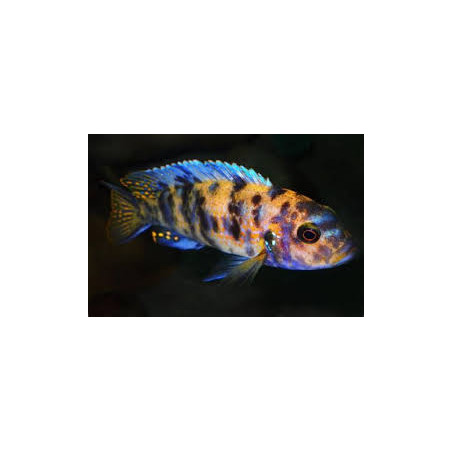 Pseudotropheus zebra red OB