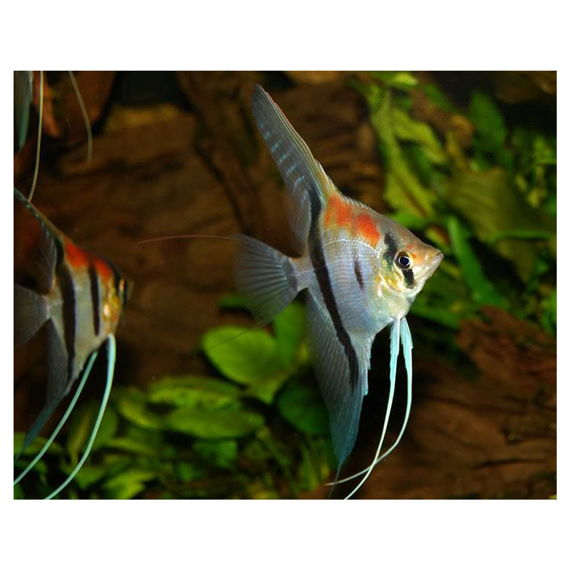 Pterophyllum scalare manacapuru red beck
