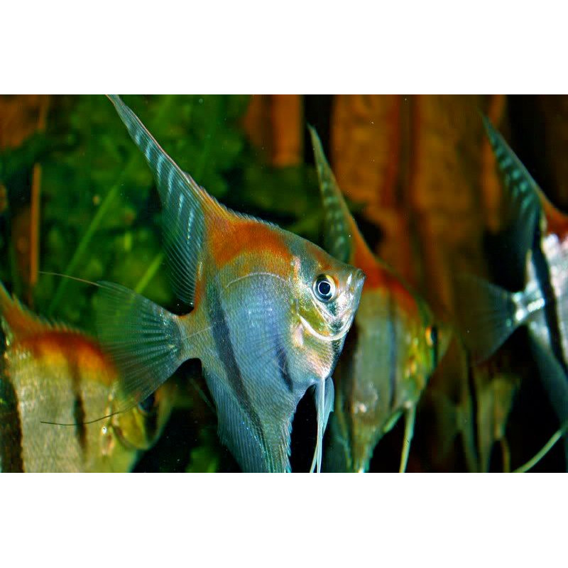 Pterophyllum scalare manacapuru red beck