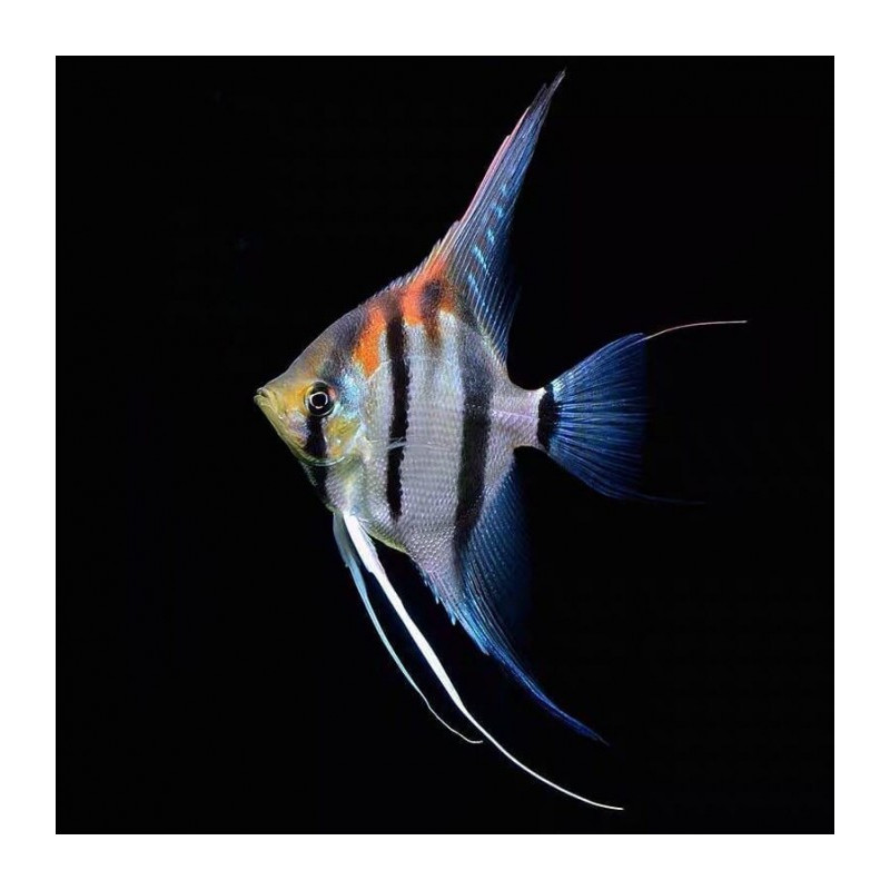 Pterophyllum scalare manacapuru red beck